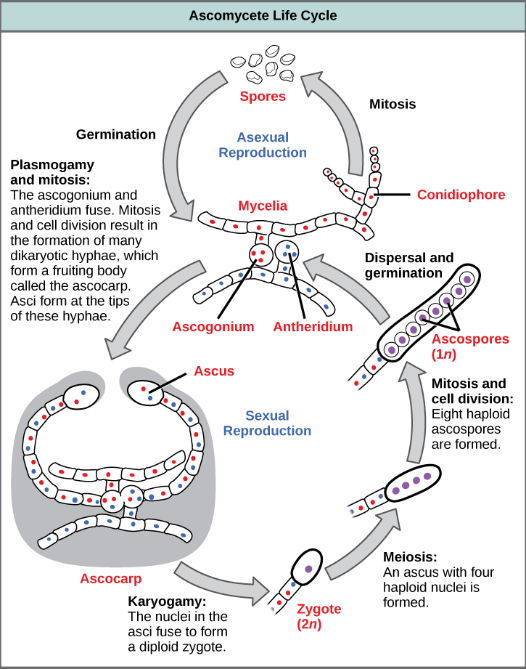 Common "Mold" Spores: Ascospores - CA Labs